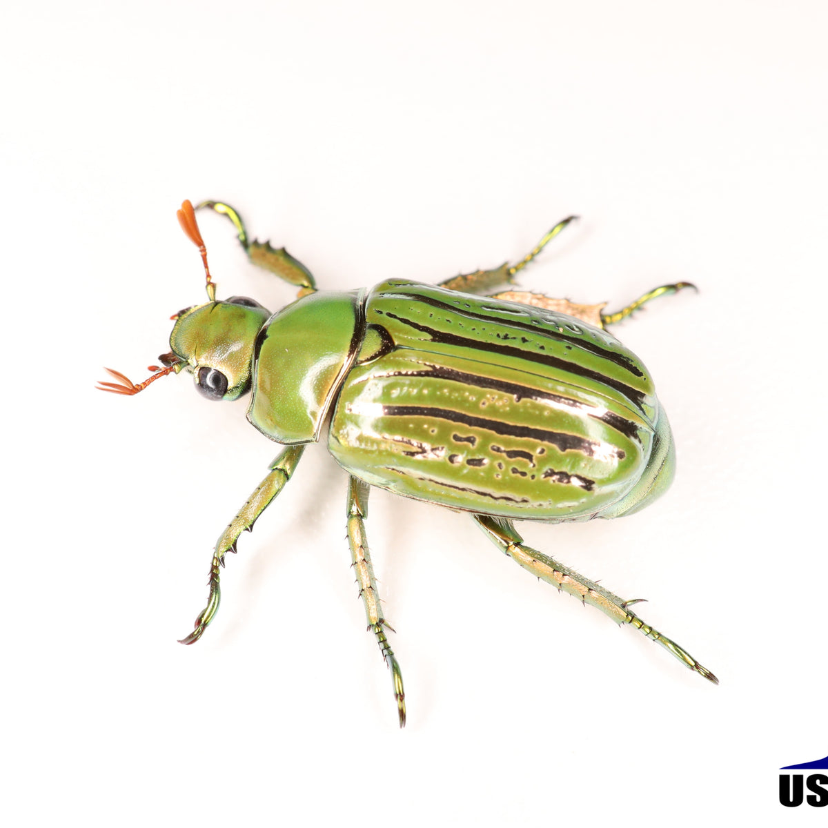 Glorious Beetle (Chrysina gloriosa) – USBeetles
