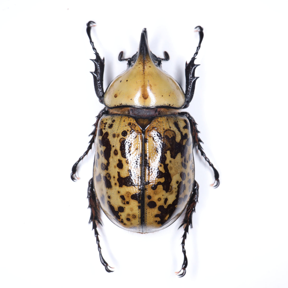 Eastern Hercules Beetle (Dynastes tityus) - Specimen – USBeetles