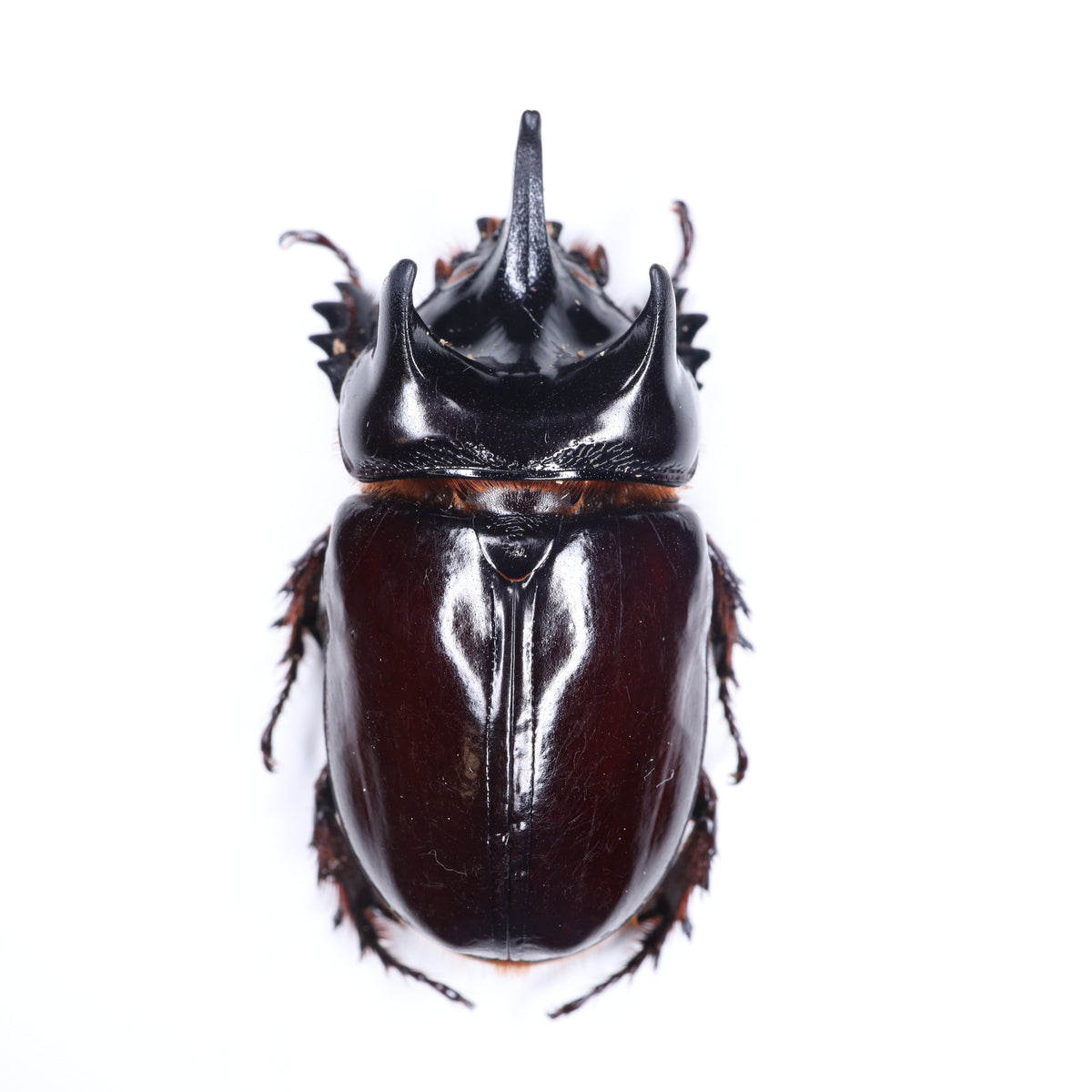 Ox Beetle (Strategus aloeus) - Specimen – USBeetles