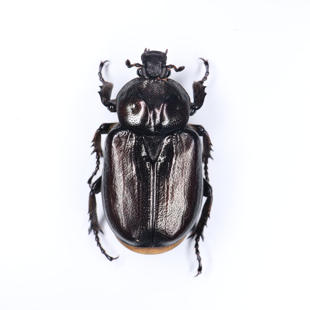 Hermit Flower Beetle (Osmoderma subplanata) - Specimen – USBeetles