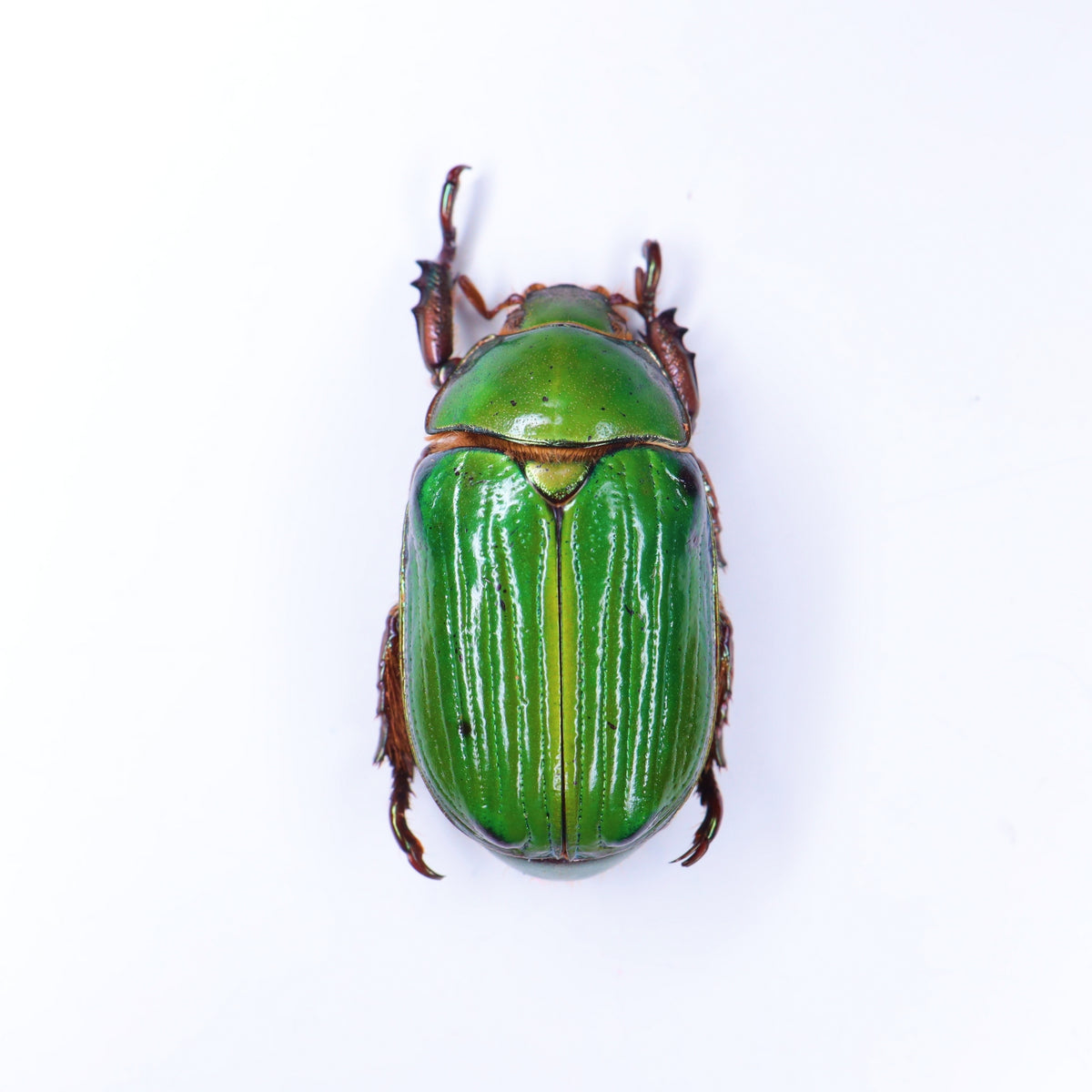 Leconte's Glorious Beetle (Chrysina lecontei) - Specimen – USBeetles