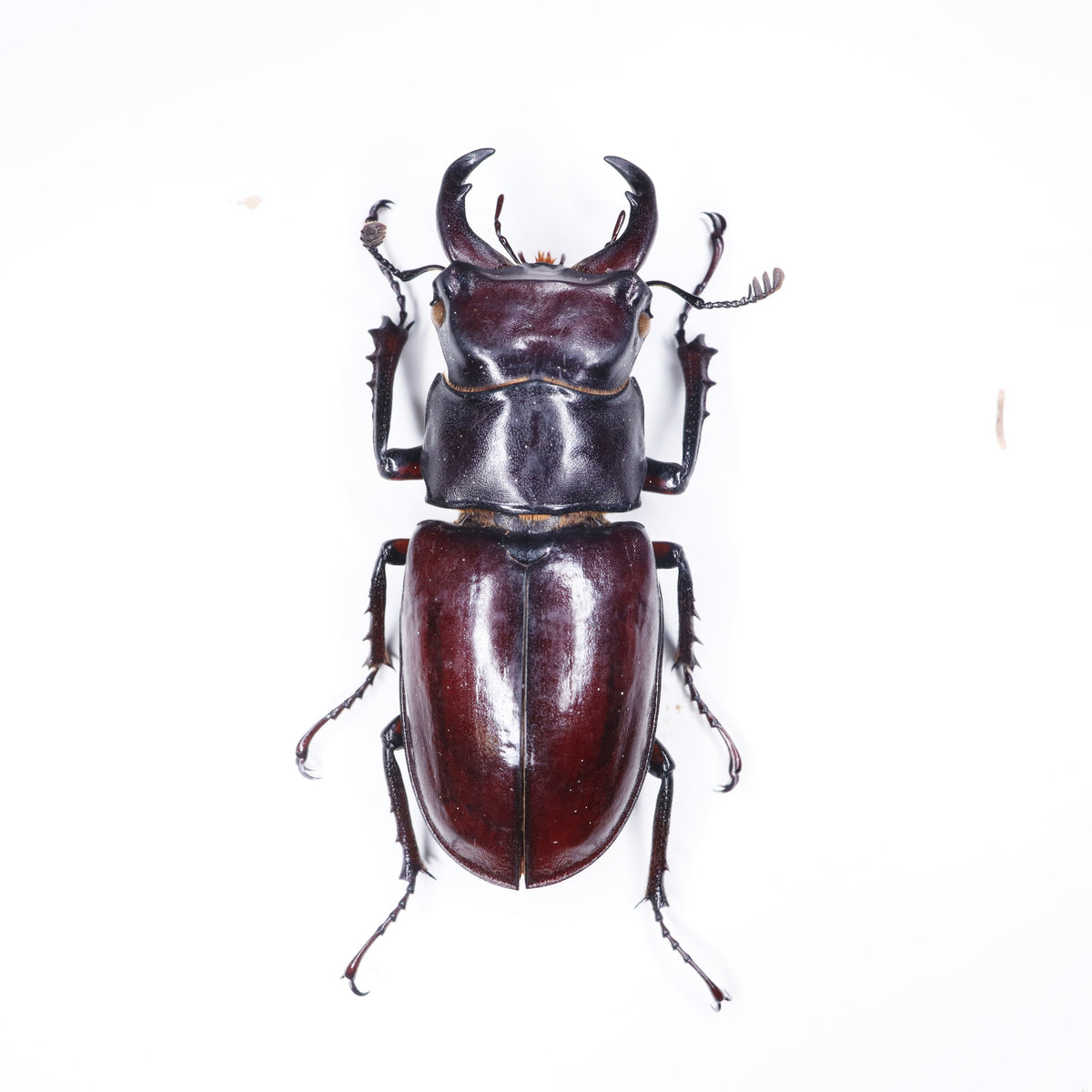 Reddish-brown Stag Beetle (Lucanus capreolus) - Specimen – USBeetles