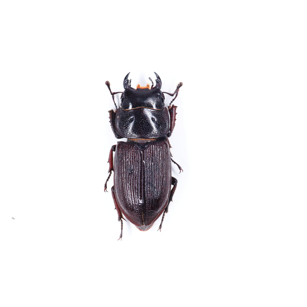 Antelope Stag Beetle (Dorcus parallelus) - Specimen – USBeetles