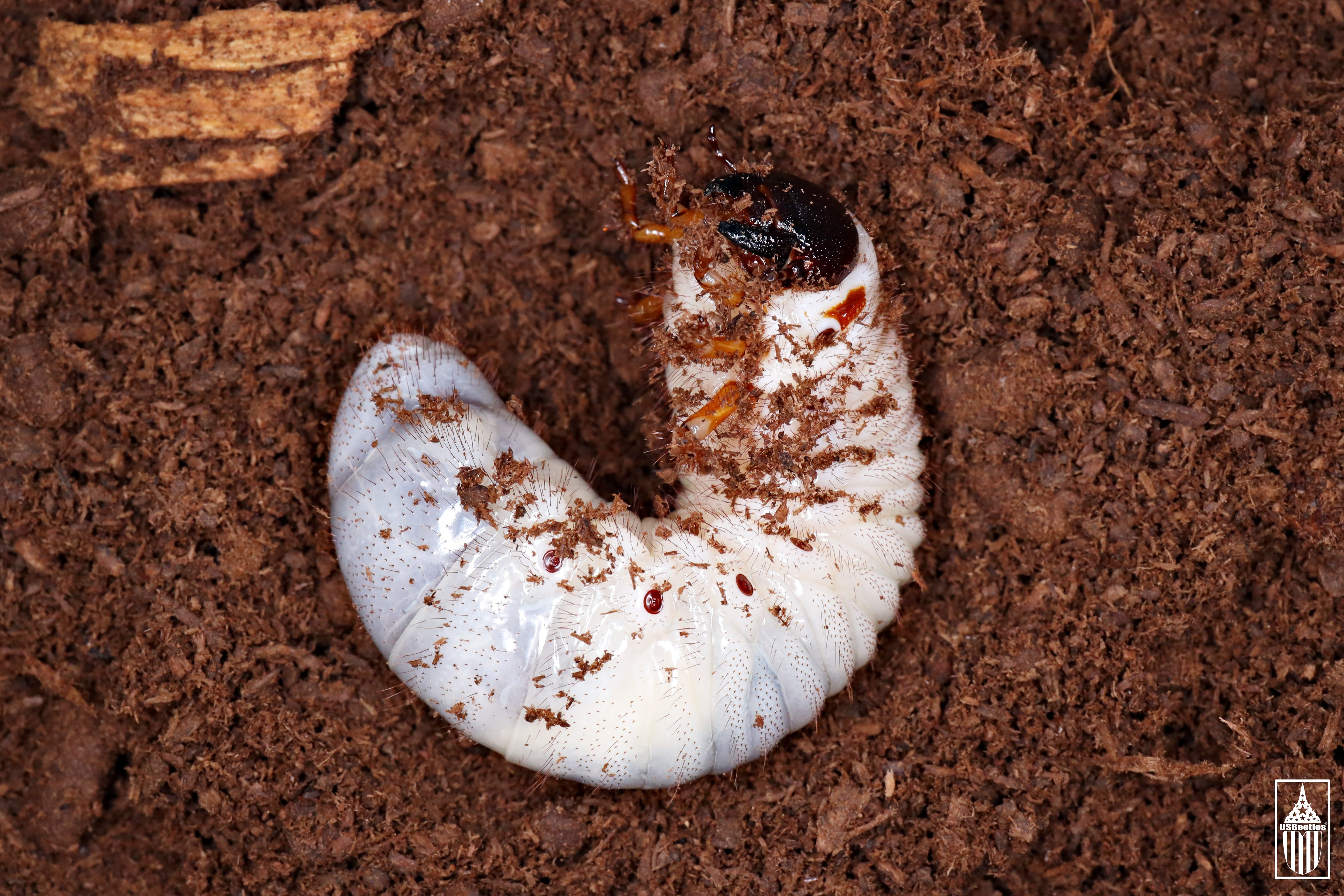 Hercules Beetle Larvae