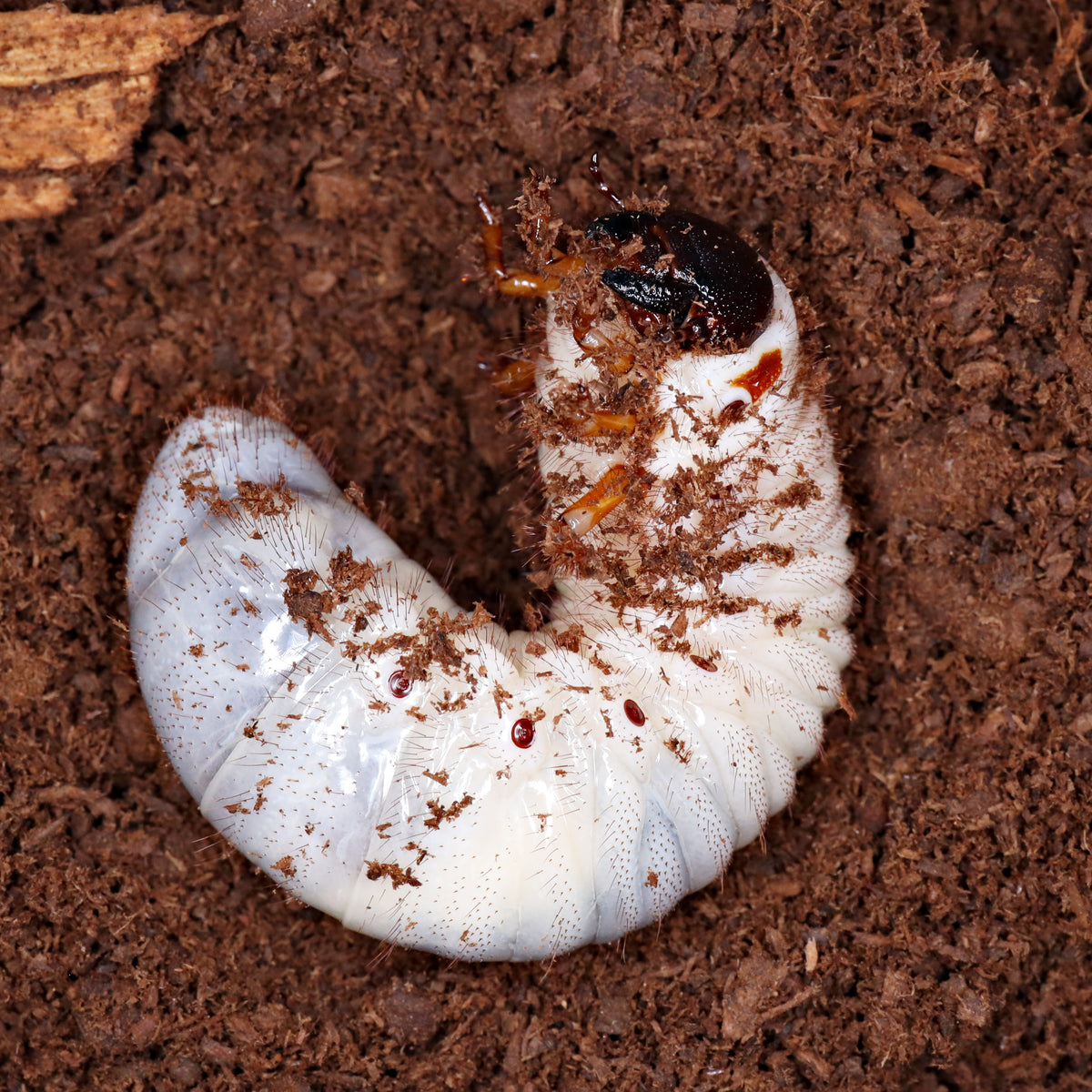 Western Hercules Beetle (Dynastes grantii) larva. – USBeetles