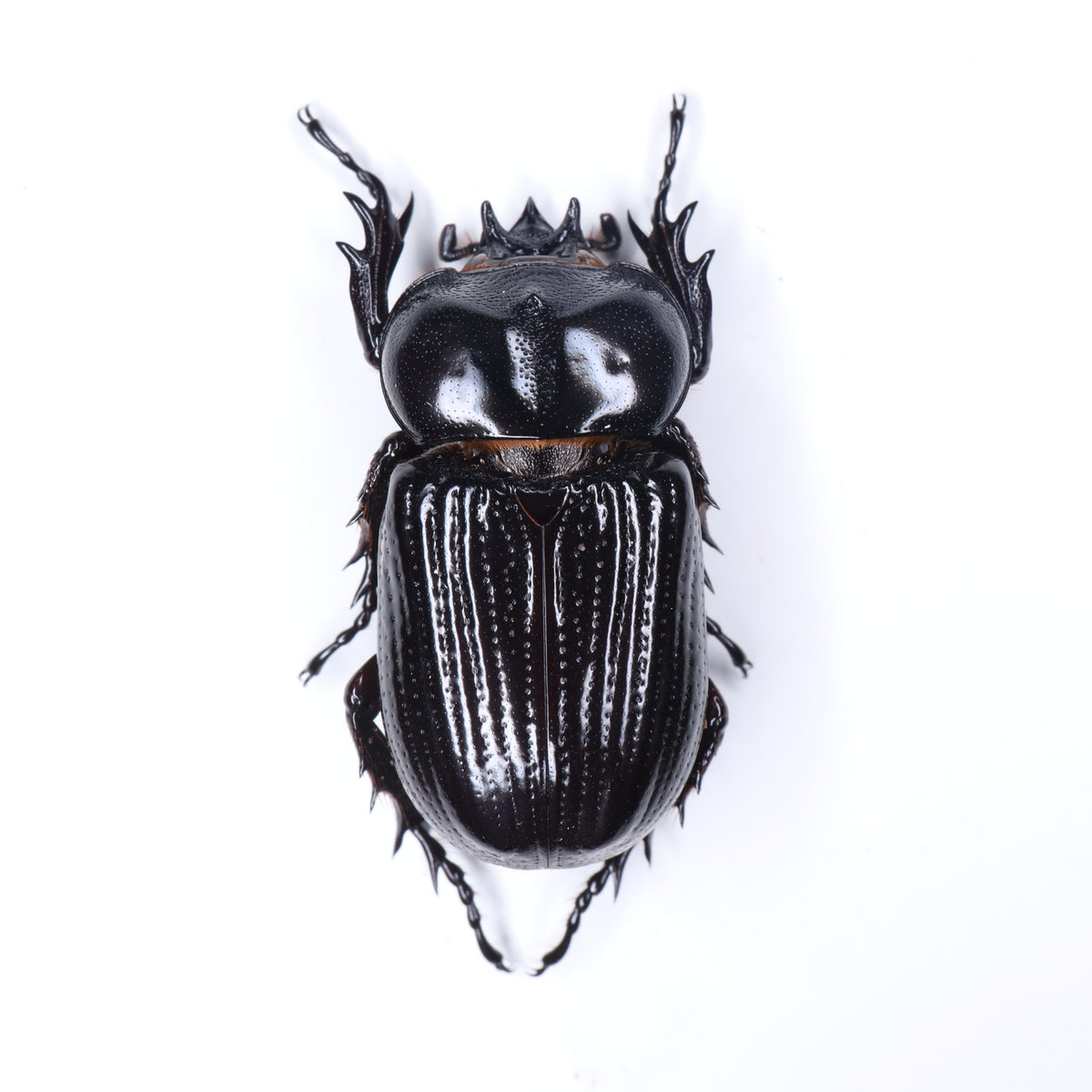 Triceratops Beetle (Phileurus truncatus) - Specimen – USBeetles