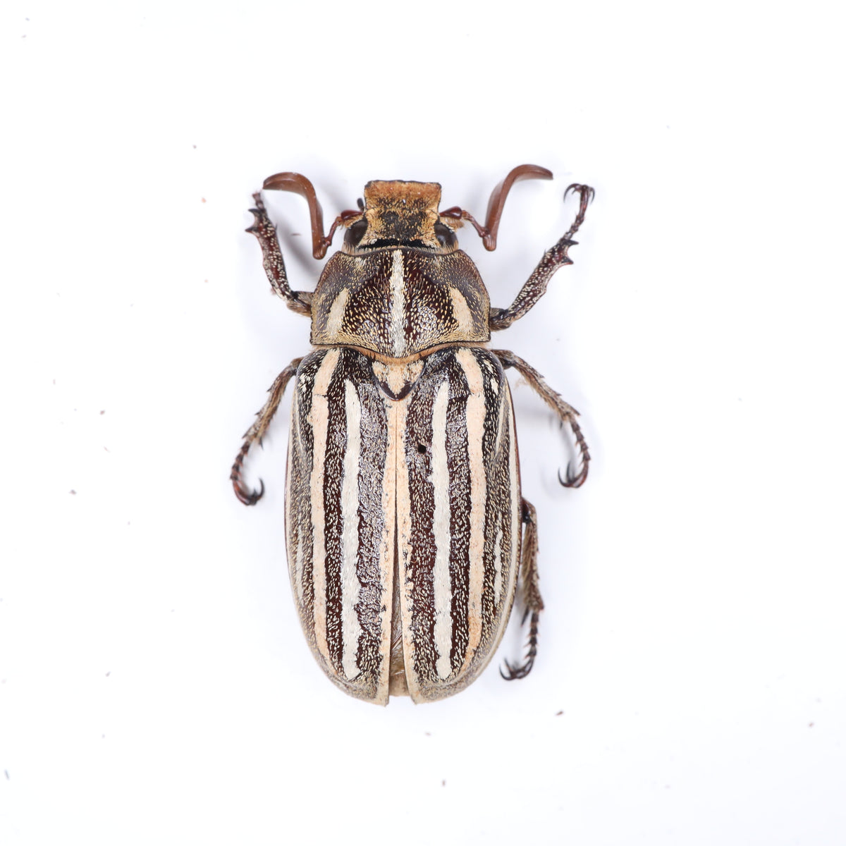Ten-lined June Beetle (Polyphylla decemlineata) - Specimen – USBeetles