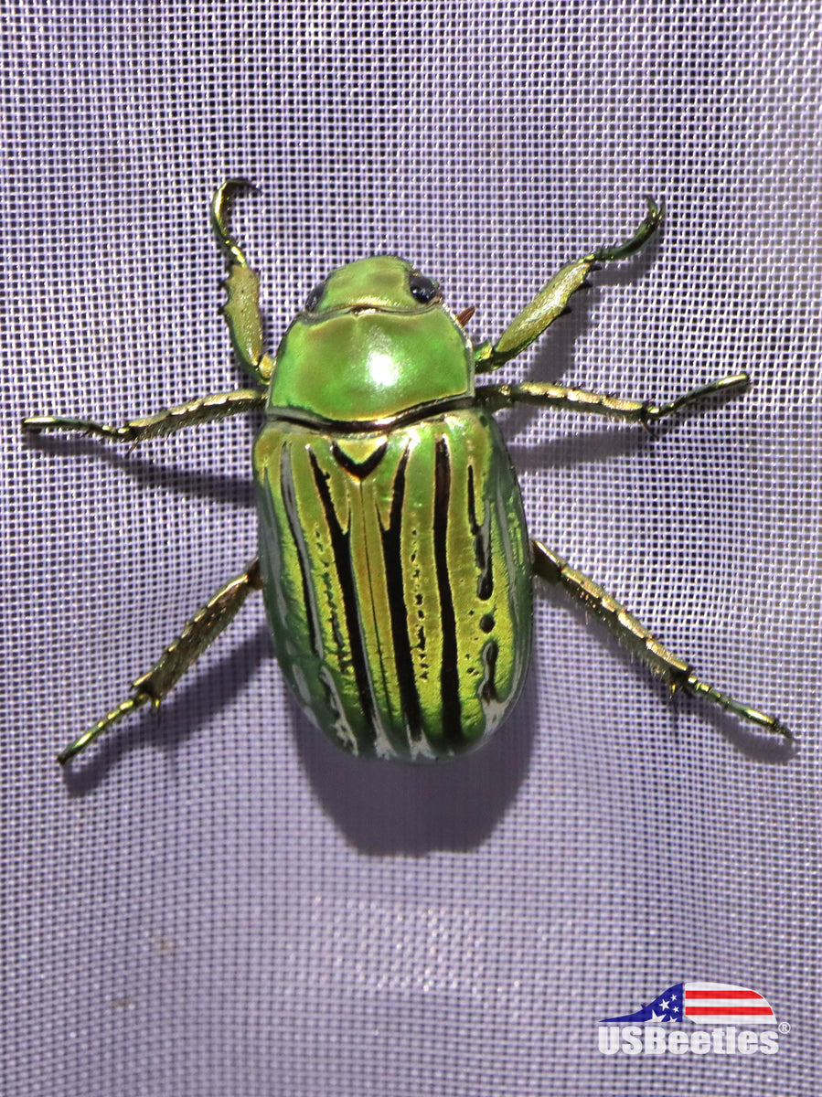 Glorious Beetle (Chrysina gloriosa) – USBeetles