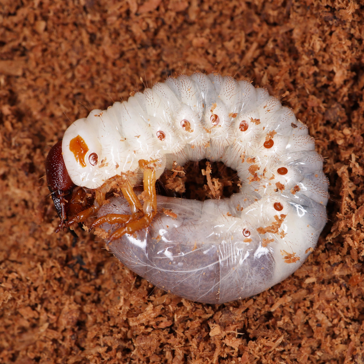 Smooth Ox Beetle (Strategus antaeus) larva. – USBeetles