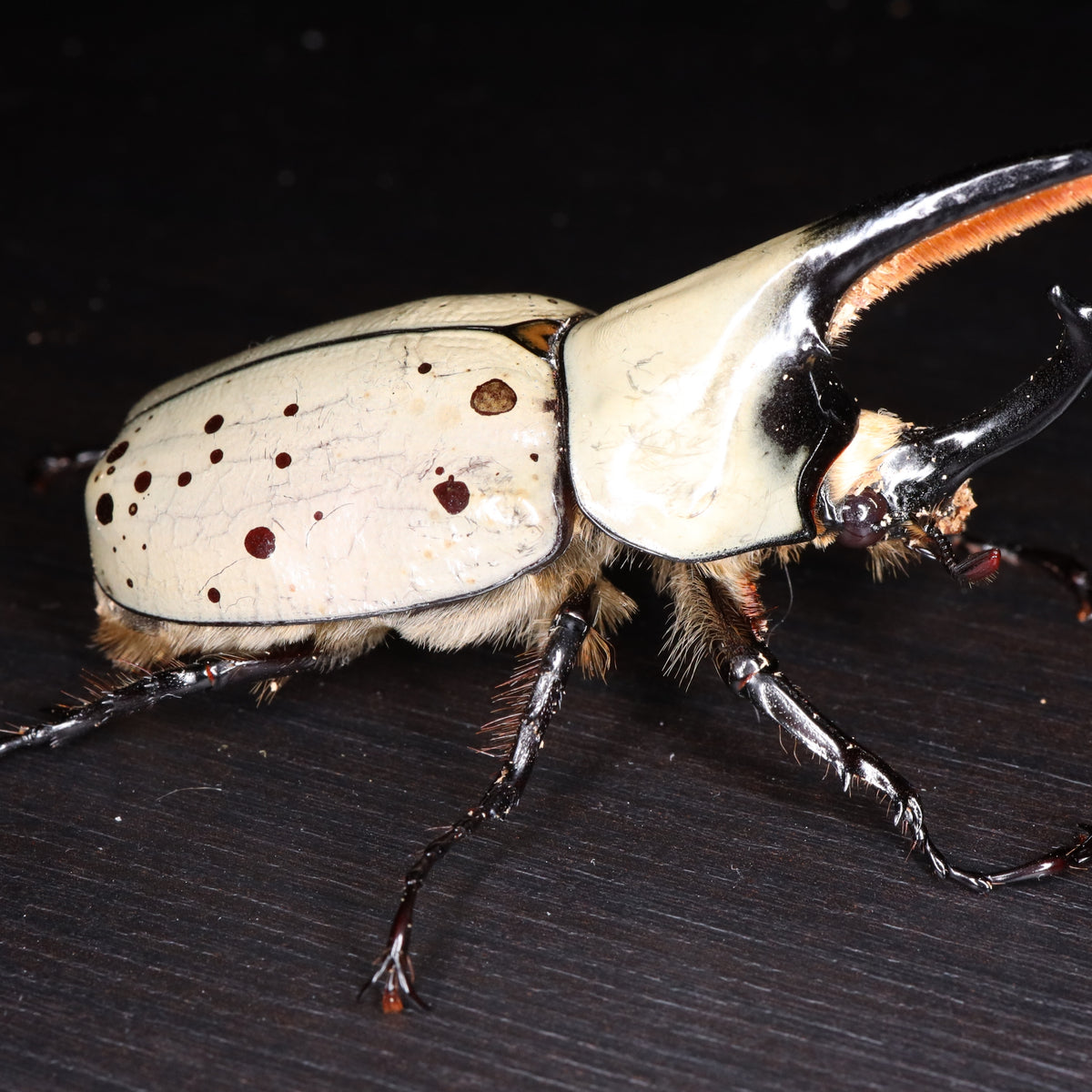Western Hercules Beetle (Dynastes grantii) – USBeetles
