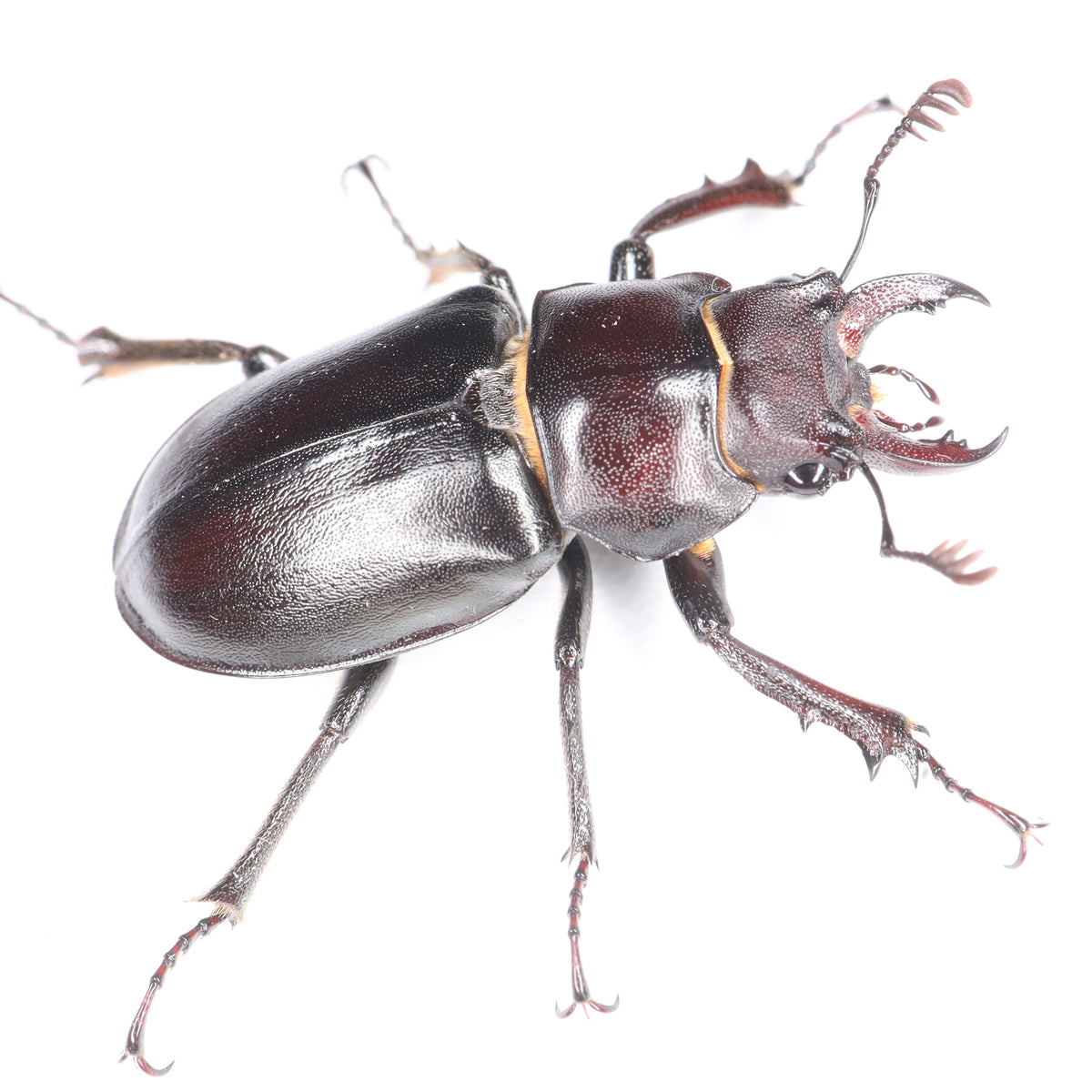Smooth Stag Beetle (Lucanus placidus) – USBeetles