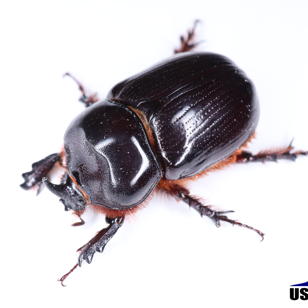 Rhinoceros Beetle (Xyloryctes thestalus) – USBeetles