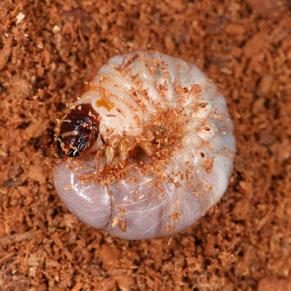 Arizona Elephant Beetle (Megasoma punctulatum) larva. – USBeetles