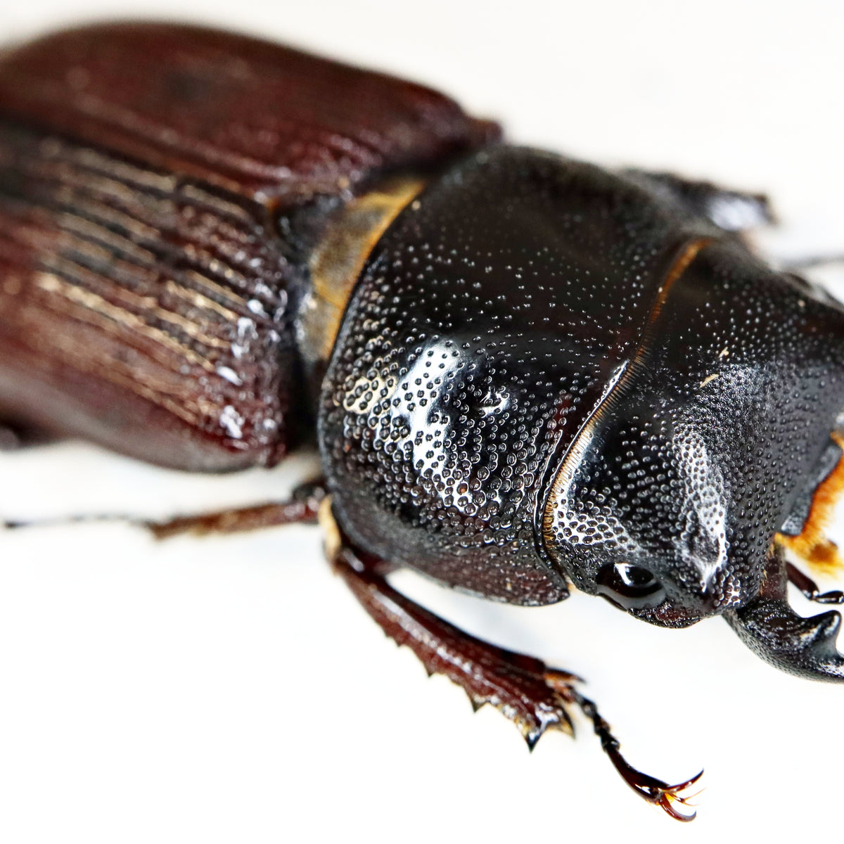 Antelope Stag Beetle (Dorcus parallelus) – USBeetles